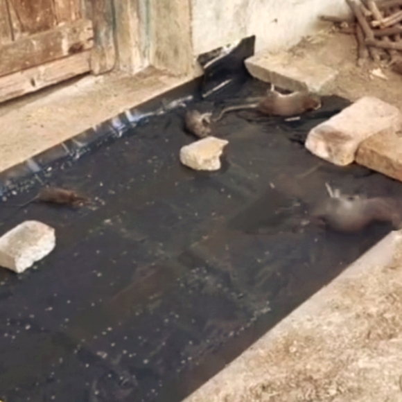 unbranded | Other | 6 Pack Rat Sticky Traps Extra Large Black Mouse ...